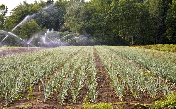 Local Food Infrastructure | Sustain Ontario
